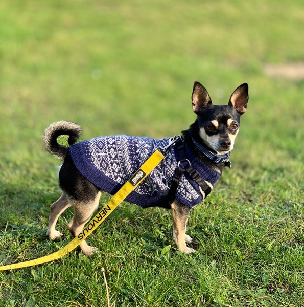 Dog Behaviour Program | Beacon Dog Training | Pitstone